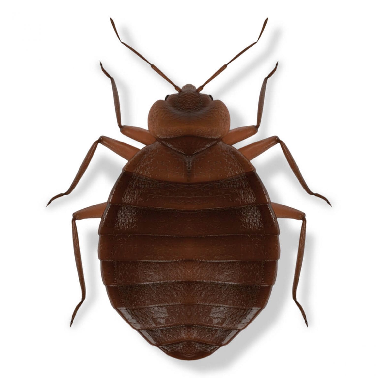 Kruipende insecten - HomeGard