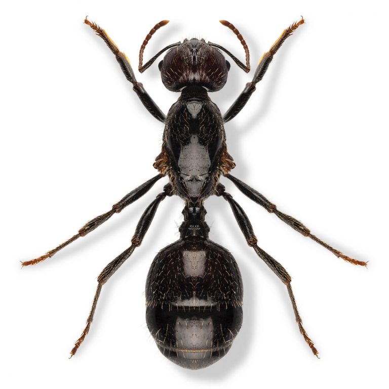 Kruipende insecten - HomeGard