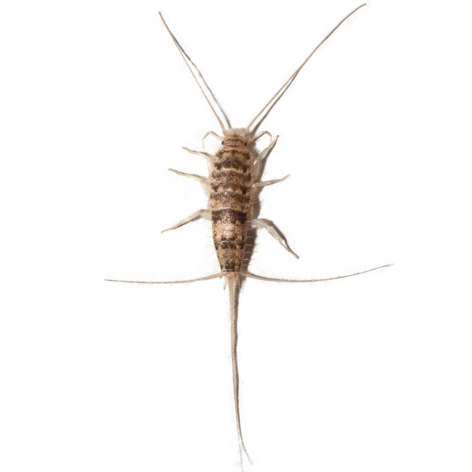 Kruipende insecten - HomeGard