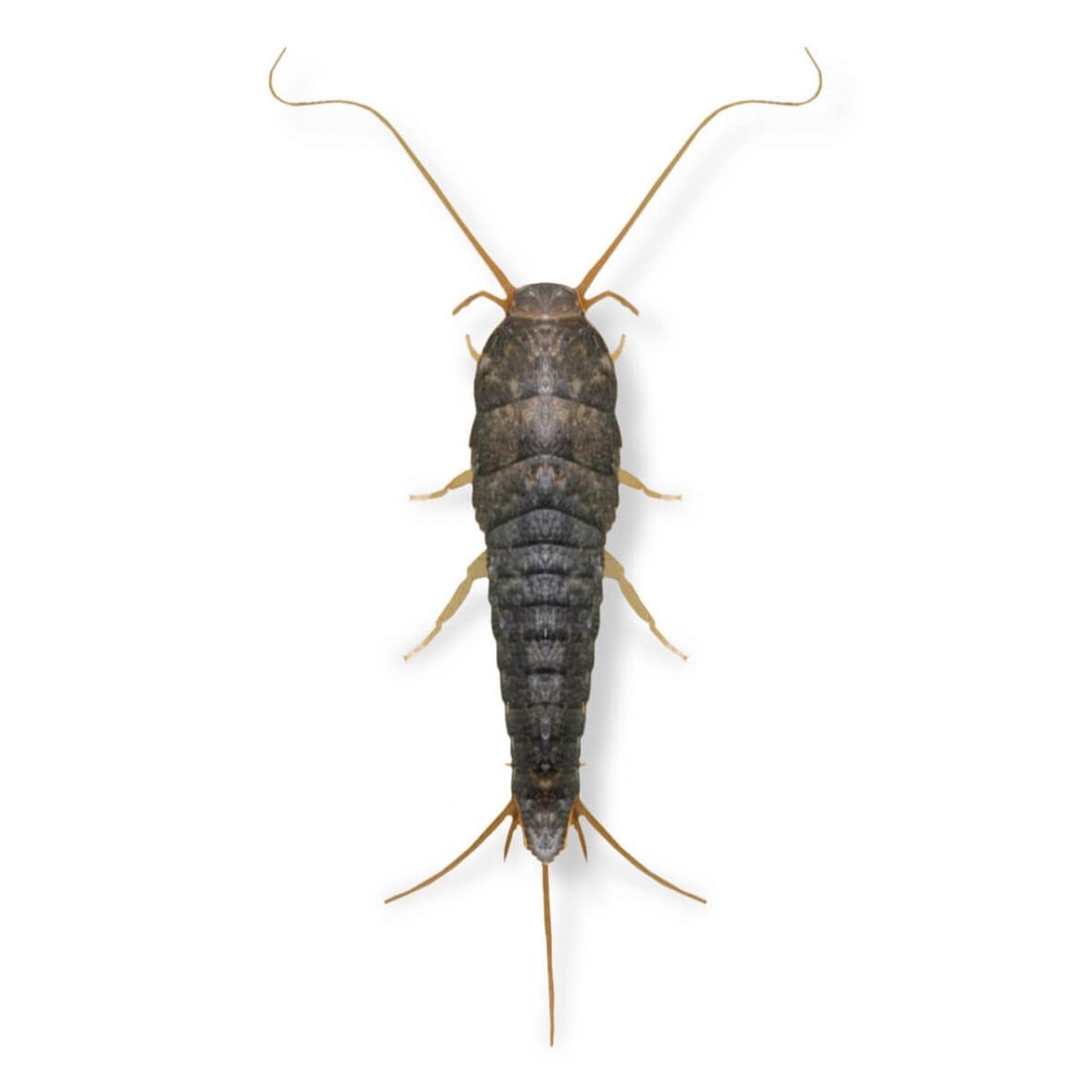 Kruipende insecten - HomeGard